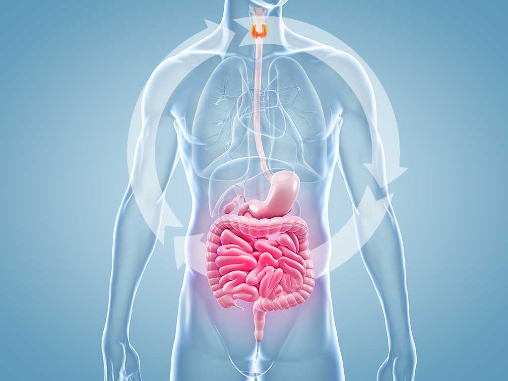 Healthy Gut Healthy You a Valuable Gut Guide for Doctors