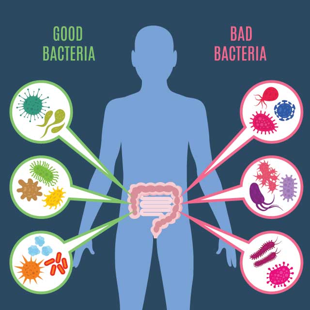 Probiotics Improve Gas and Constipation
