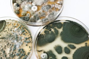 How To Identify and Treat CIRS and Mold Illness