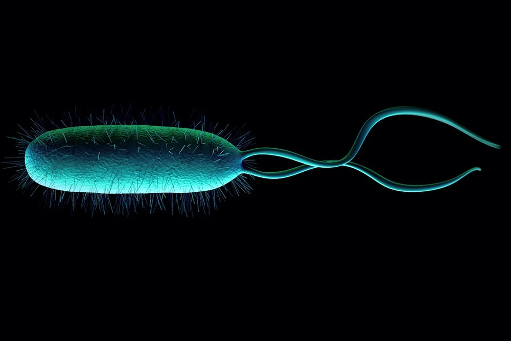 H pylori Probiotics, and Treatment Success