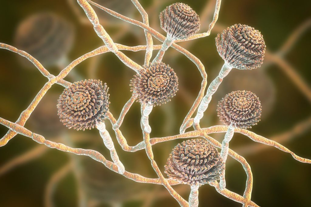 Mold and Mycotoxin Testing: When Is It Worth It?