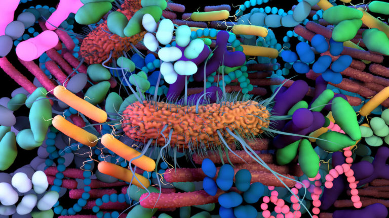 What Is a Normal Microbiota of the Gut for Optimal Health?